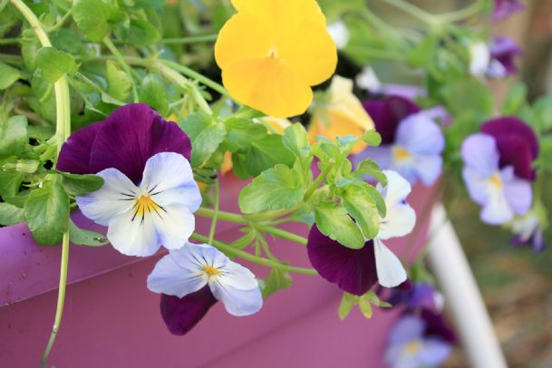 Southern gardening: Cool Wave pansies offer winter beauty - The Dispatch