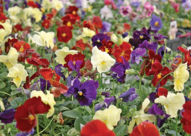 Southern Gardening: Select Matrix, Delta pansies for pretty winter ...